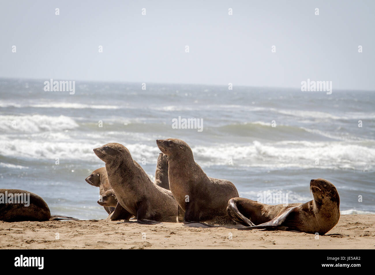 Group of Cape fur seals on the coast of the Namibian Desert, Namibia ...