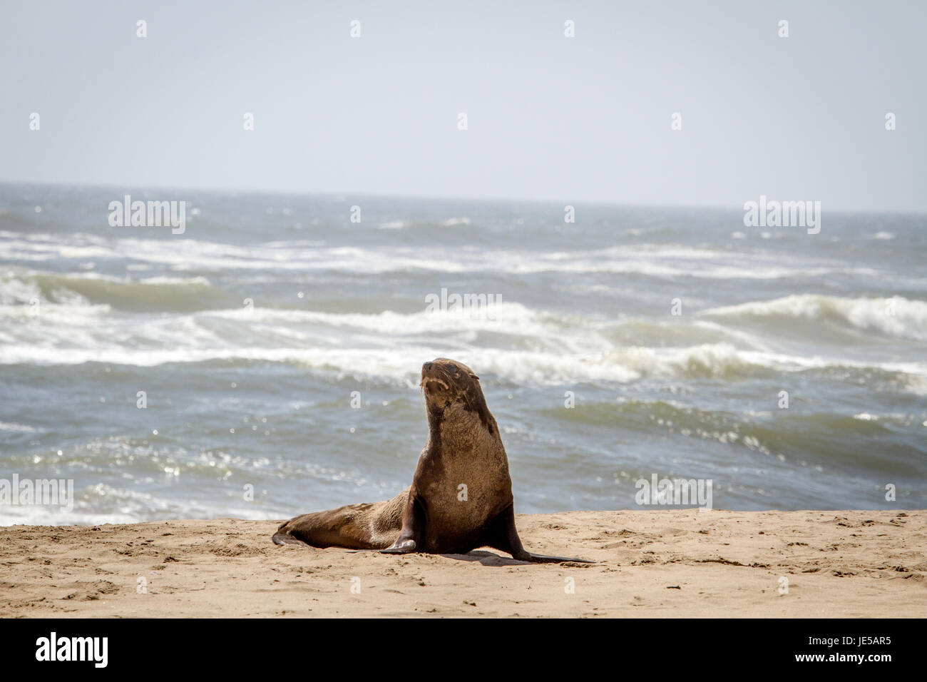 Cape fur seal starring at the camera on the coast in the Namibian ...