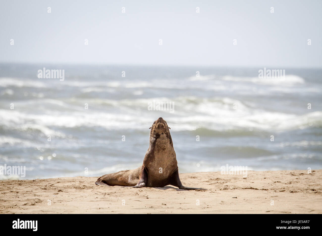 Cape fur seal starring at the camera on the coast in the Namibian ...