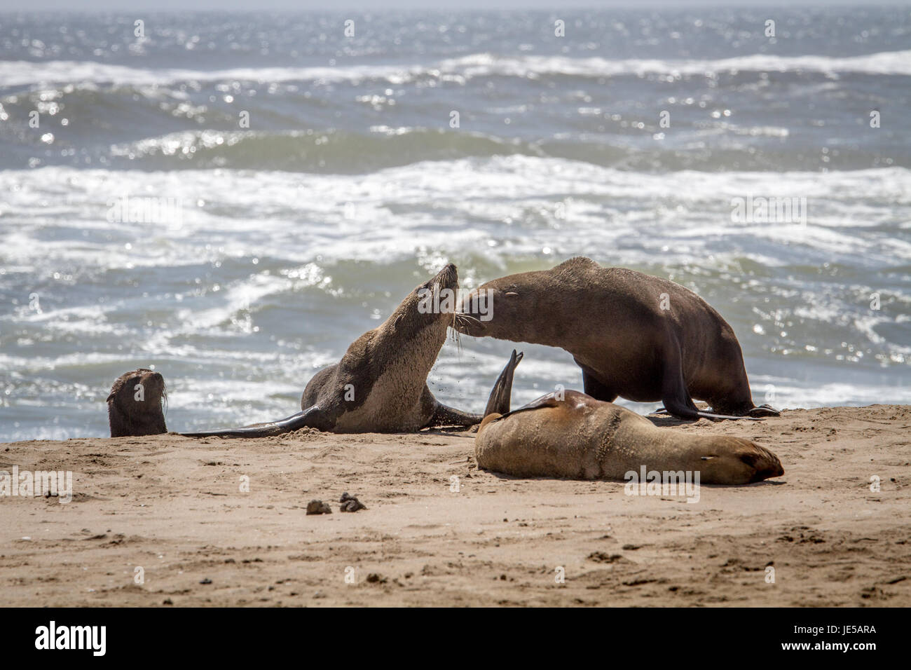 Group of Cape fur seals on the coast of the Namibian Desert, Namibia ...