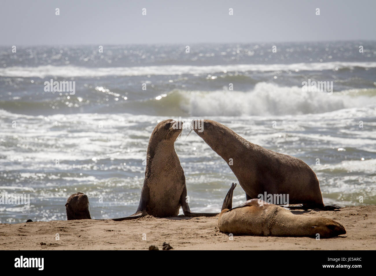 Group of Cape fur seals on the coast of the Namibian Desert, Namibia ...