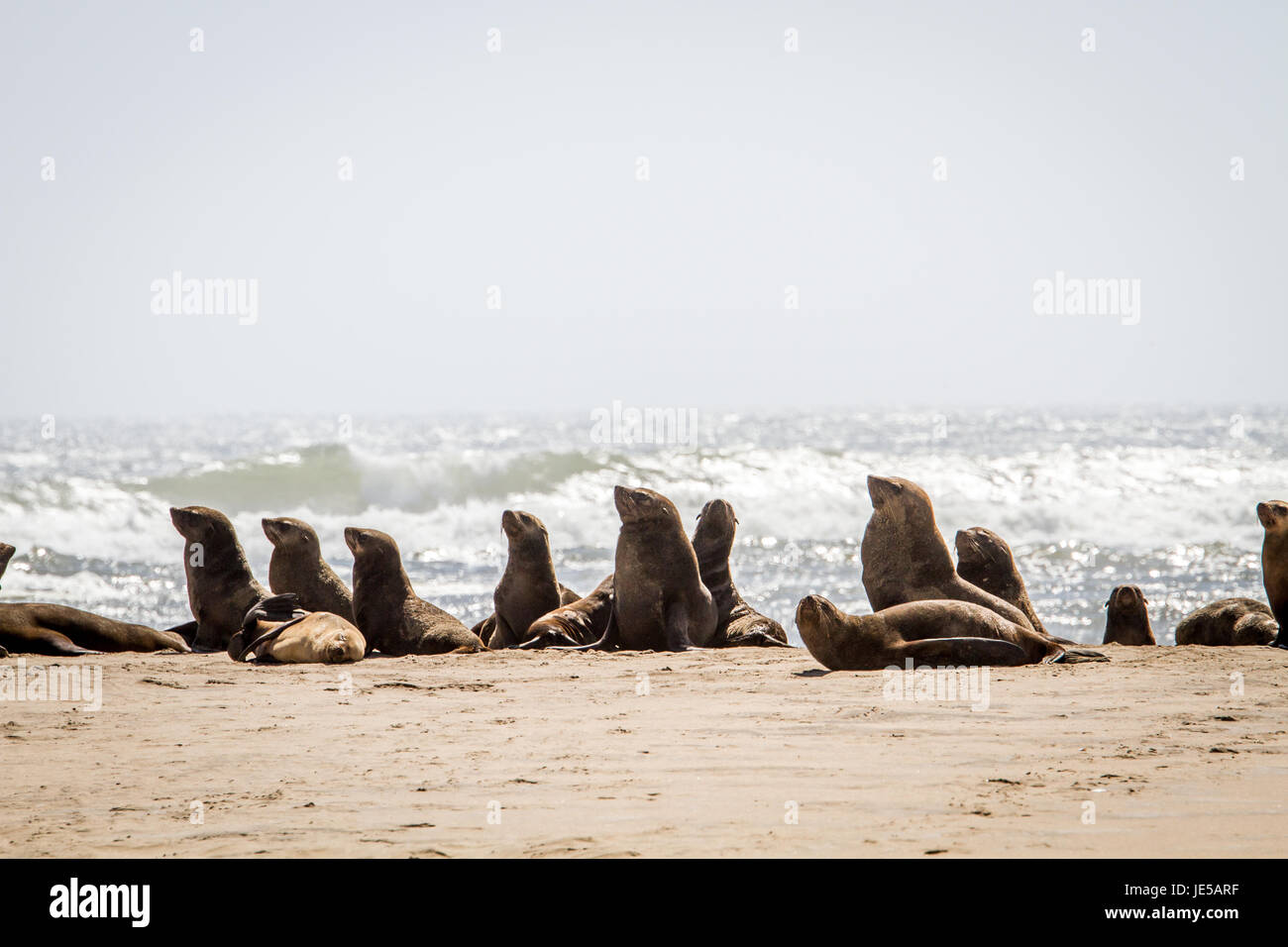 Group of Cape fur seals on the coast of the Namibian Desert, Namibia ...