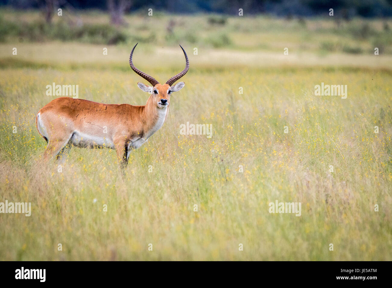 A Lechwe starring at the camera in the Okavango Delta, Botswana Stock ...