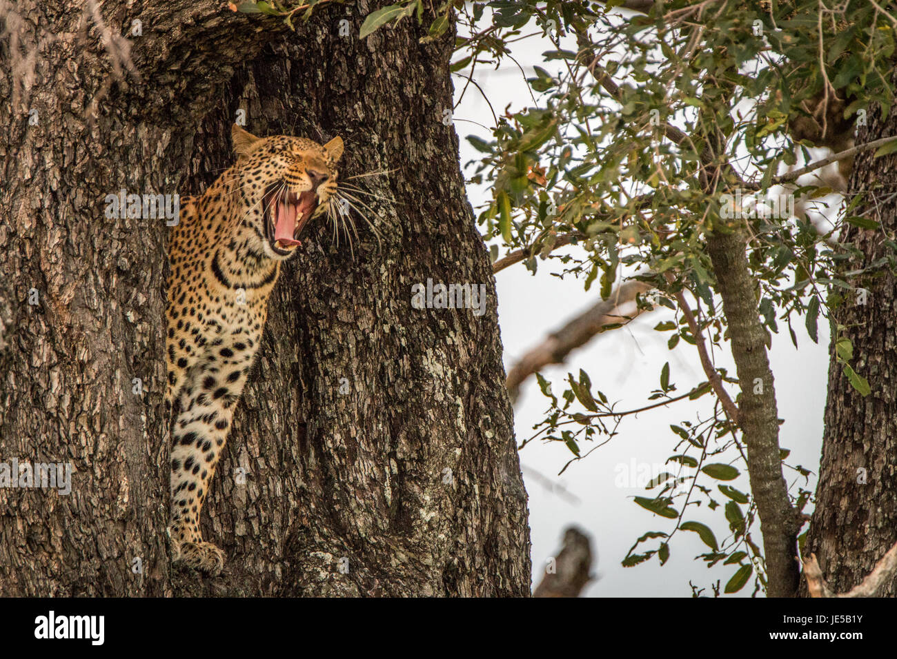 Leopard yawning in a tree in the Okavango Delta, Botswana Stock Photo - Alamy
