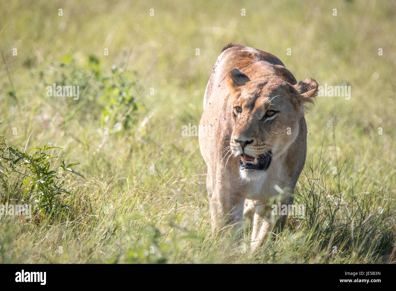 Female Lion walking towards the camera in the Chobe National Park ...