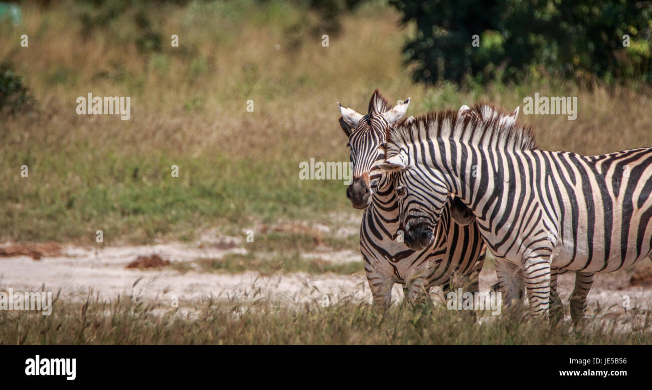 The three species of zebra hi-res stock photography and images - Alamy
