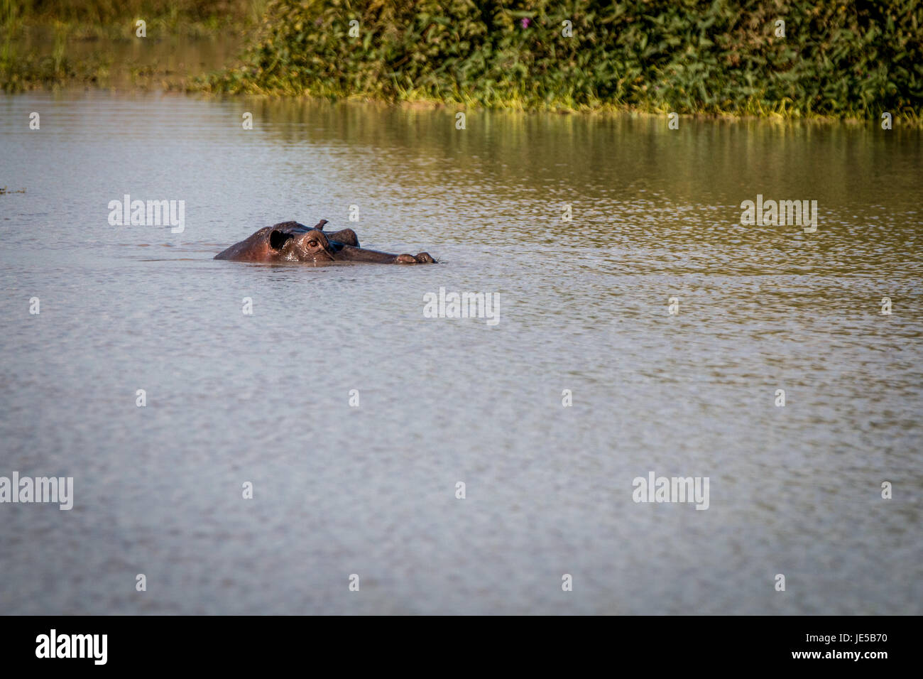 A Hippo enjoying the cold water in the Chobe National Park, Botswana ...