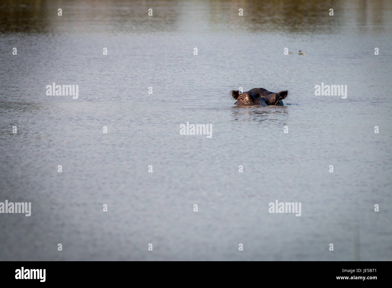 A Hippo enjoying the cold water in the Chobe National Park, Botswana ...