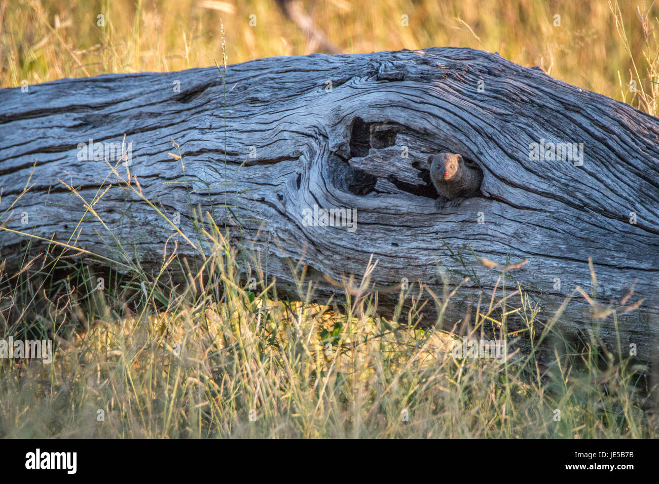 A Dwarf mongoose hiding in the tree in the Chobe National Park ...