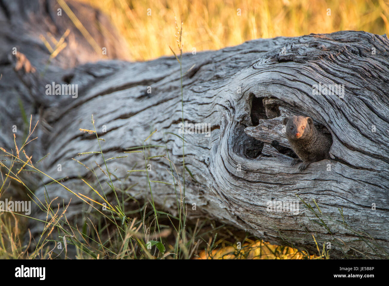 A Dwarf mongoose hiding in the tree in the Chobe National Park ...