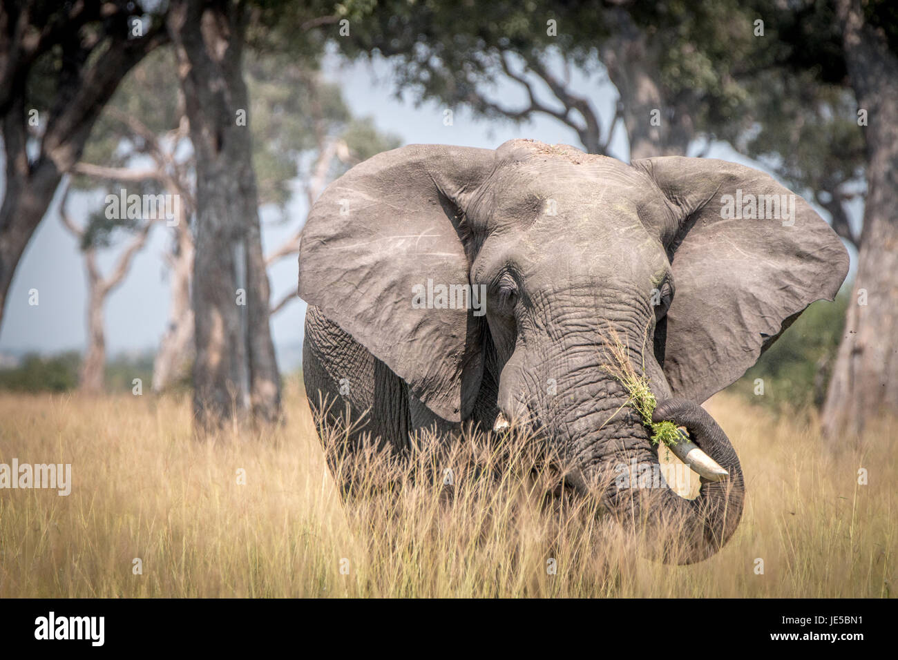 An Elephant eating in the grass in the Chobe National Park, Botswana ...