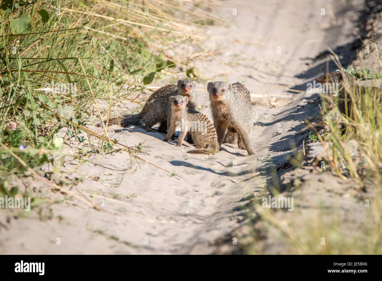 A group of Banded mongoose on the road in the Chobe National Park ...