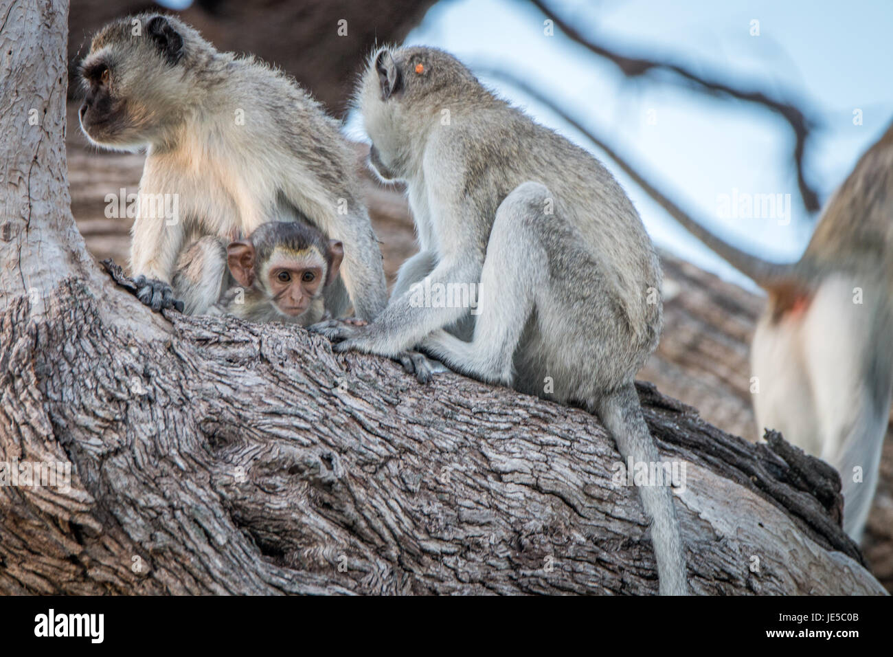 Several Vervet monkeys resting on a trre in the Chobe National Park ...