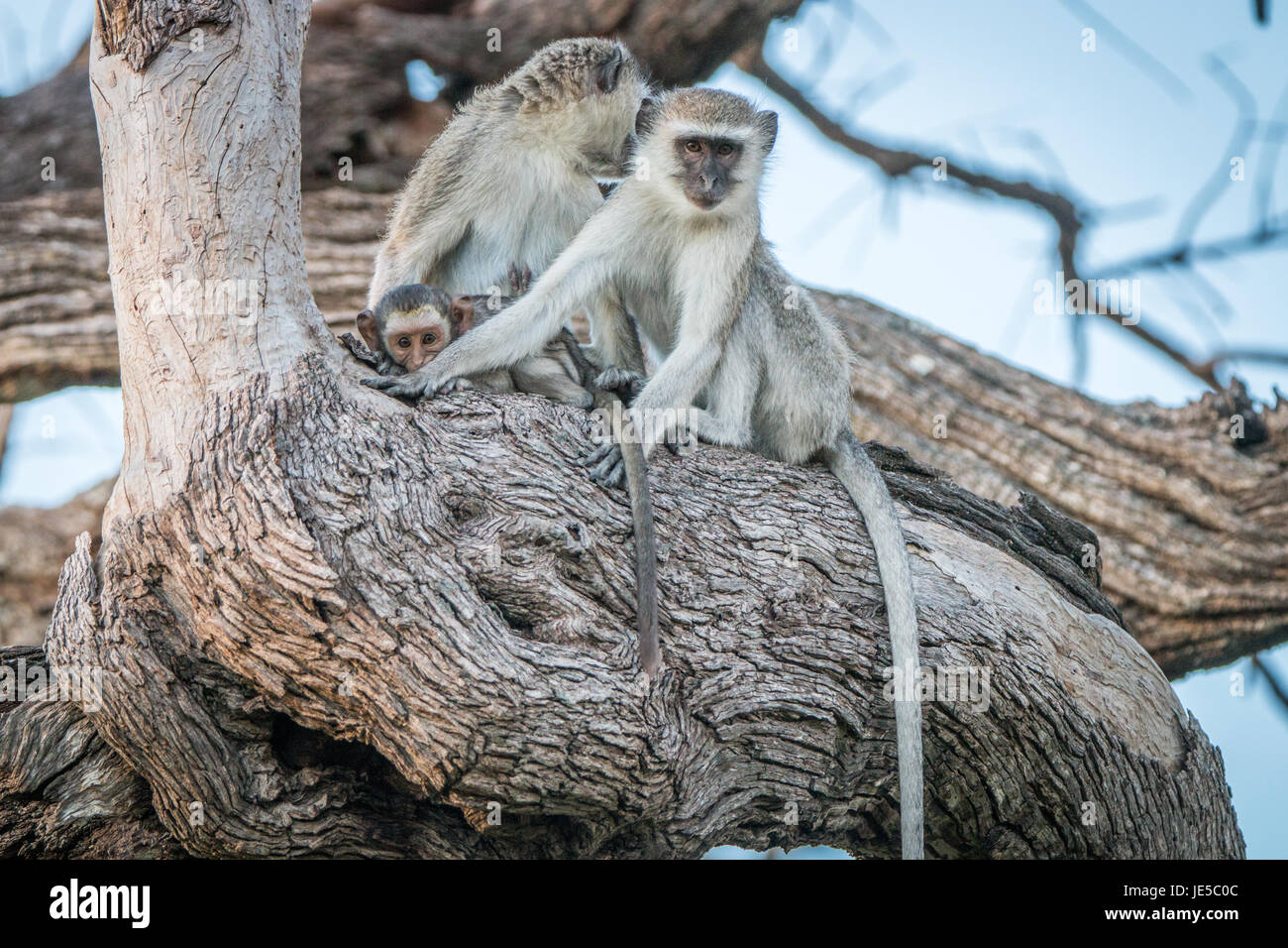Two vervet monkeys in tree hi-res stock photography and images - Alamy