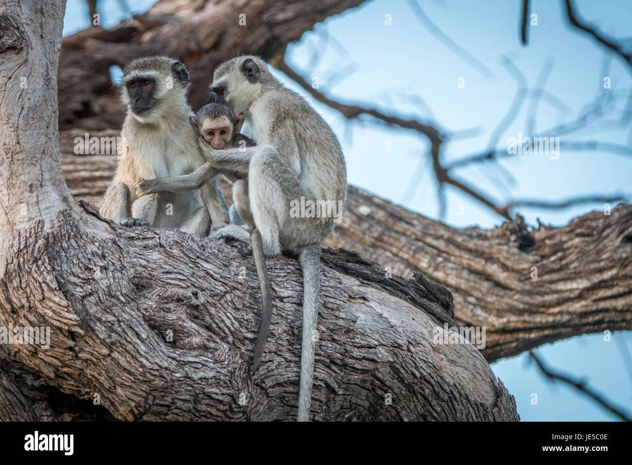Two vervet monkeys in tree hi-res stock photography and images - Alamy