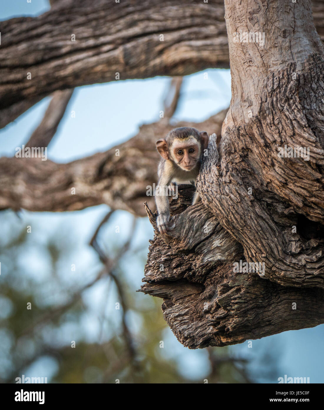 Monkey starring hi-res stock photography and images - Alamy