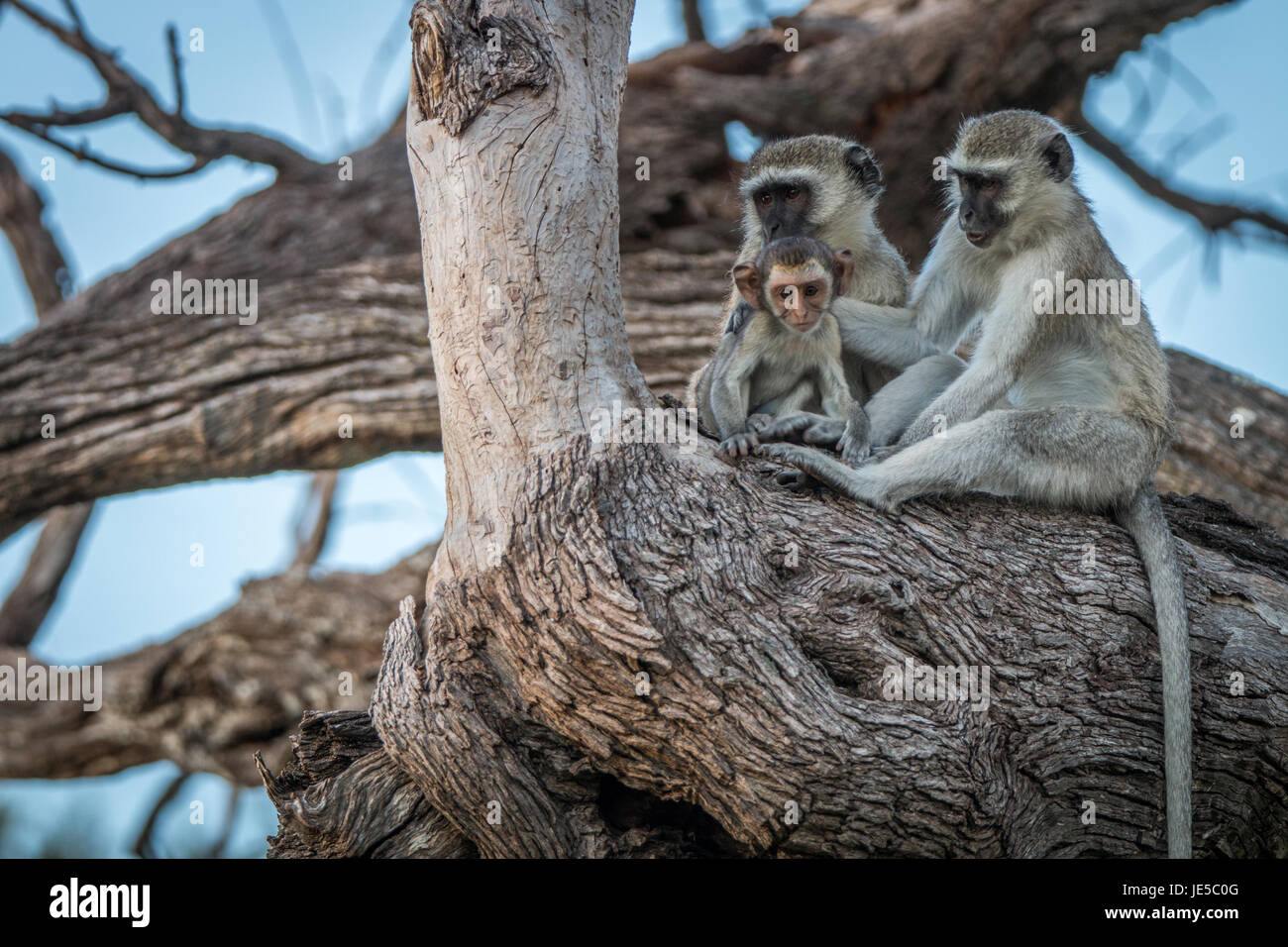 Three Vervet monkeys resting on a tree in the Chobe National Park ...