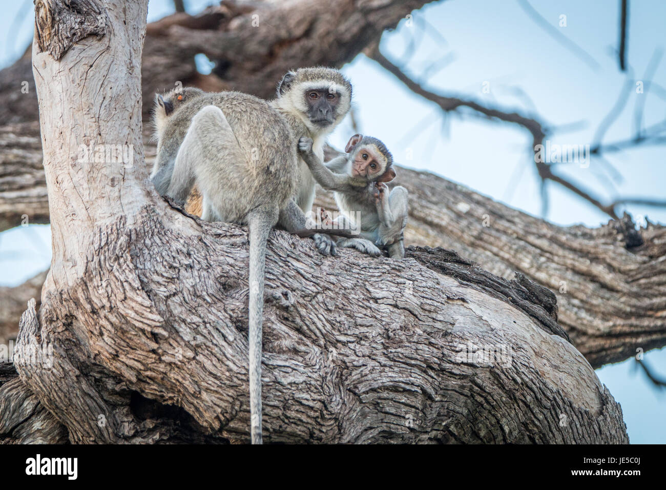 Three Vervet monkeys resting on a trre in the Chobe National Park ...
