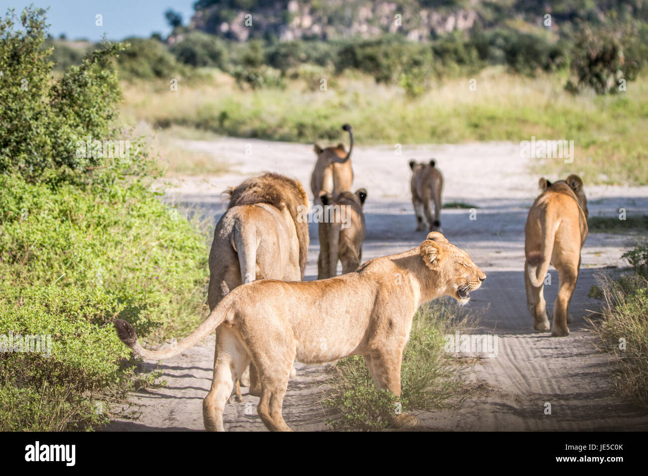 A pride of Lions walking on the road in the Chobe National Park ...