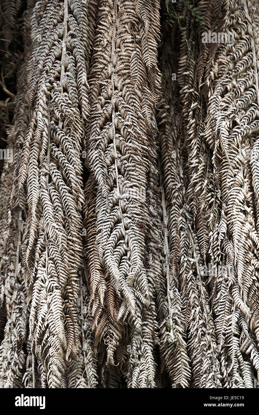 Dried hanging silver fern pattern Stock Photo - Alamy