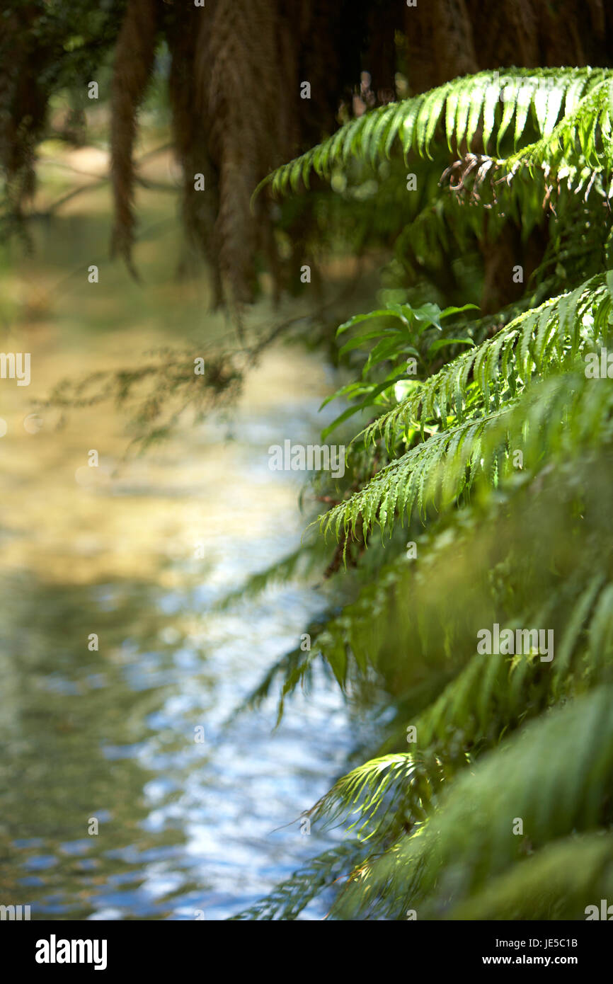 Ferns overhanging bush stream Stock Photo - Alamy