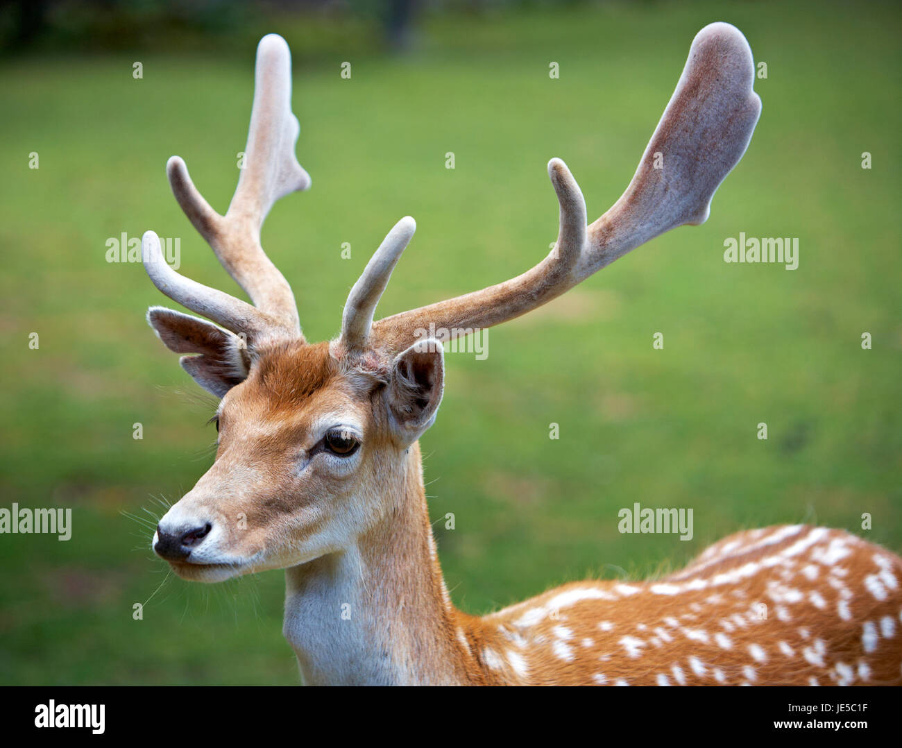 Young fallow deer Stock Photo - Alamy