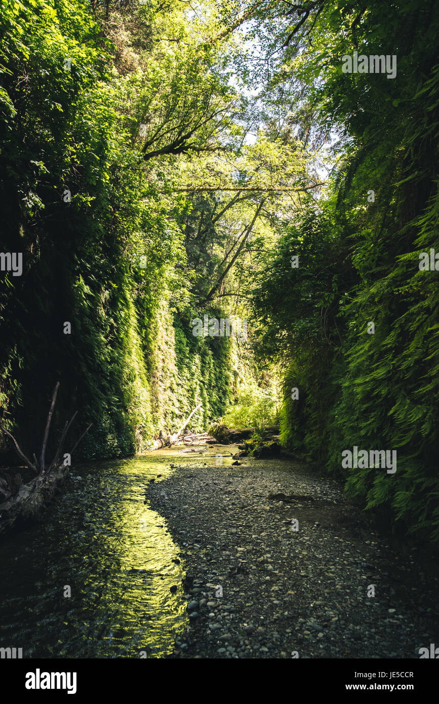 Fern Canyon, California, USA Stock Photo - Alamy