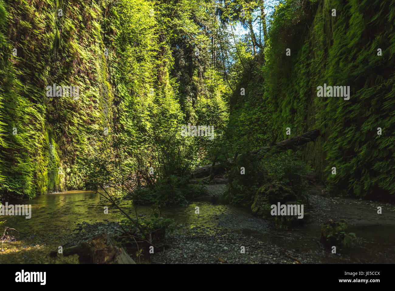 Canyon fern green creek hi-res stock photography and images - Alamy