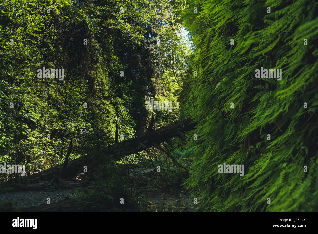 Fern Canyon, California, USA Stock Photo - Alamy