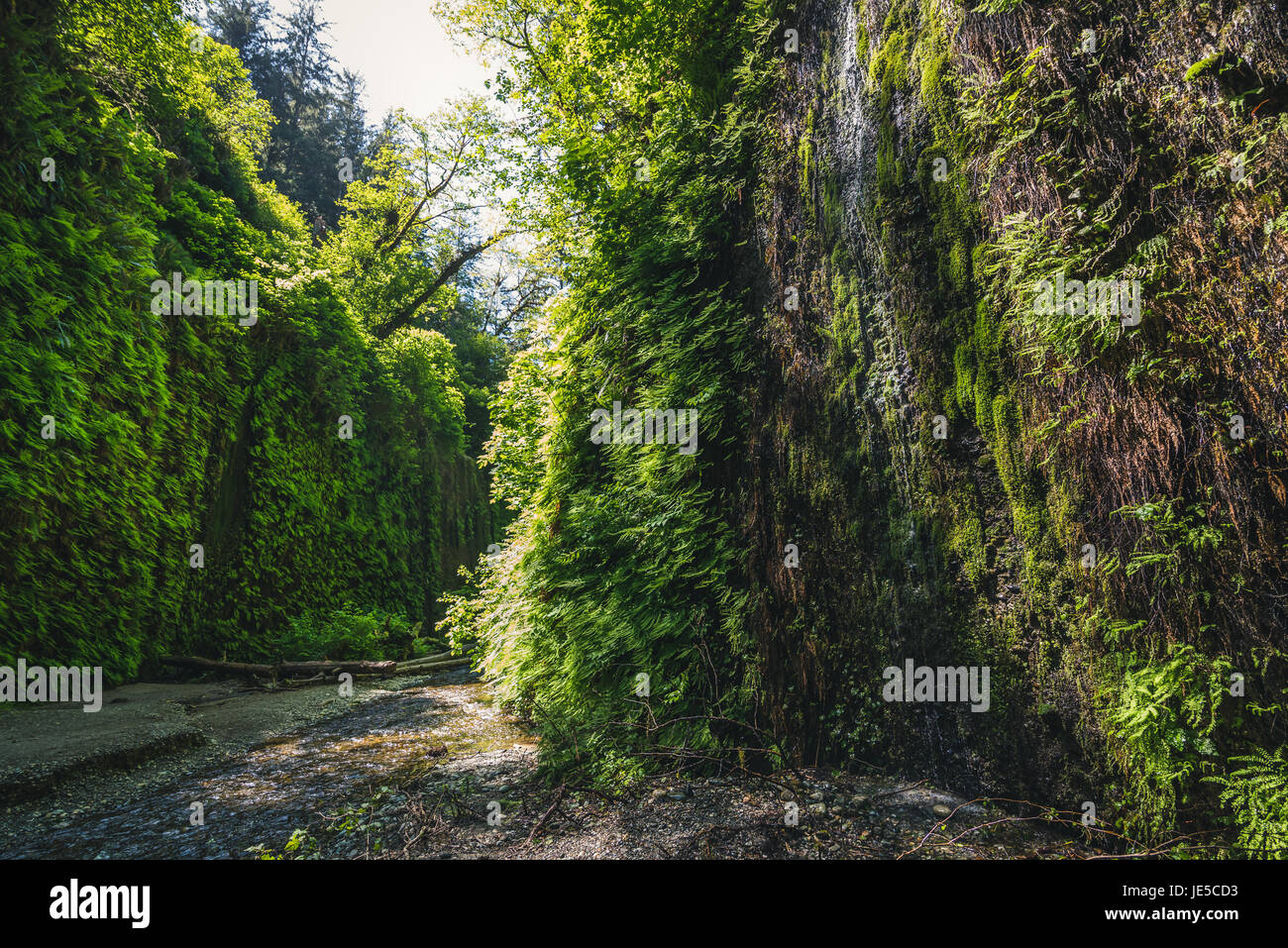 Fern canyon hi-res stock photography and images - Alamy