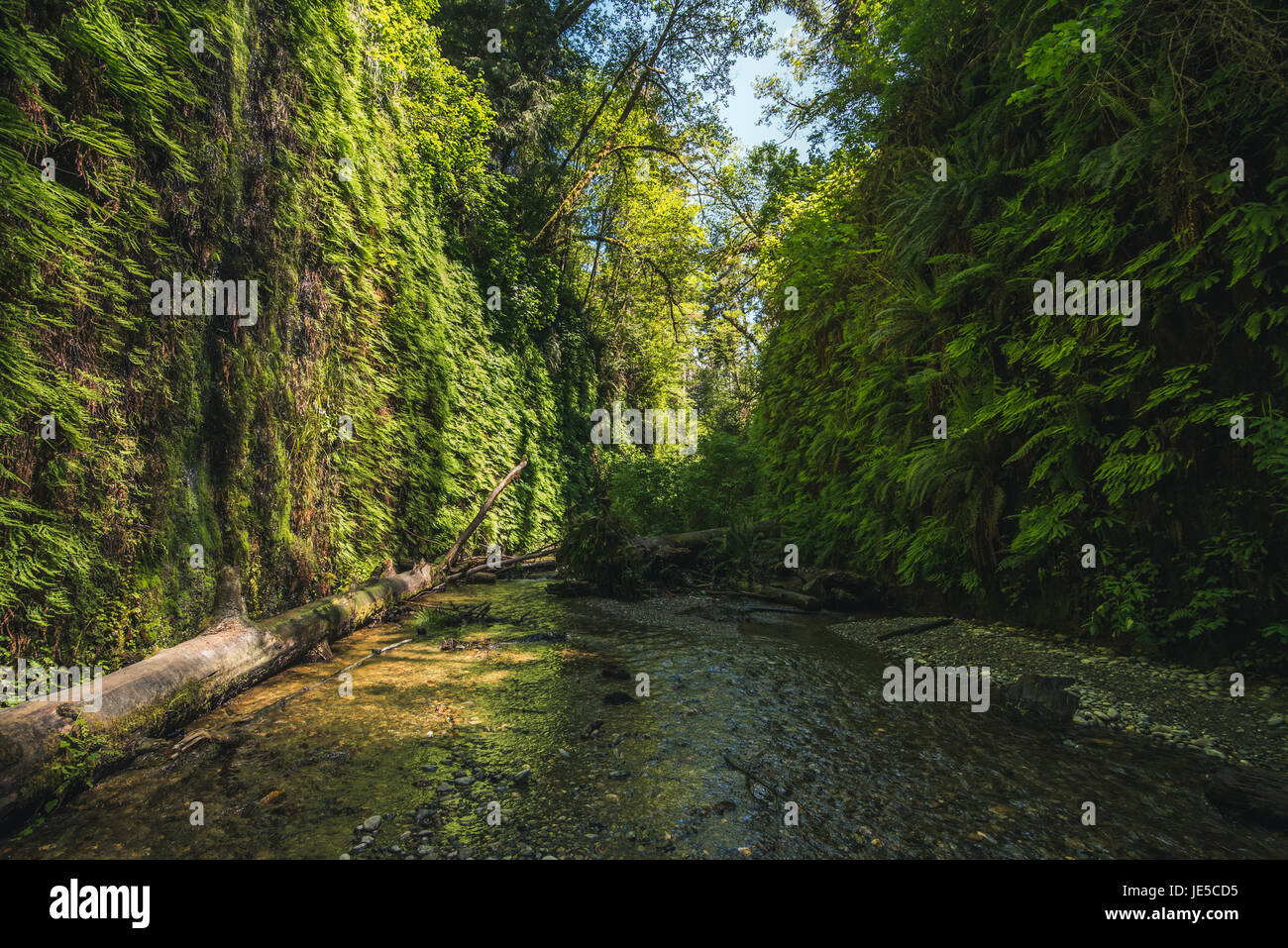 Canyon fern green creek hi-res stock photography and images - Alamy