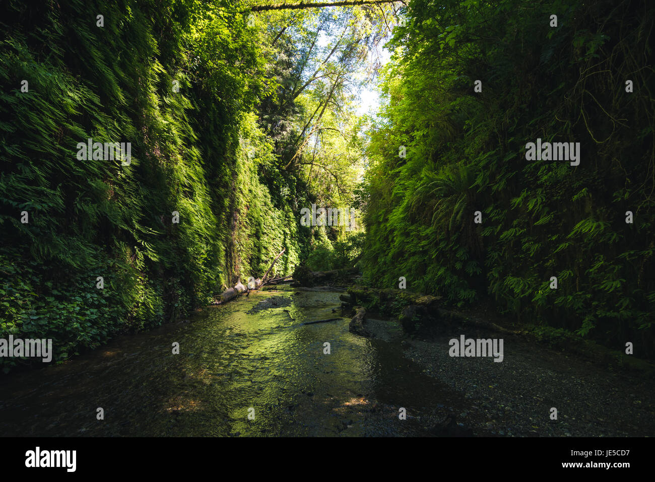 Fern Canyon, California, USA Stock Photo - Alamy