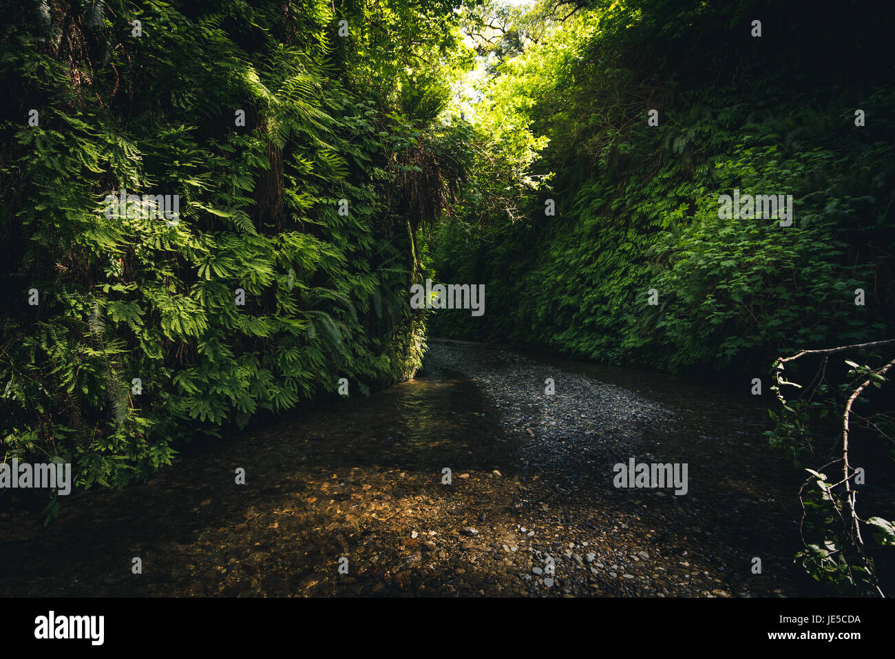 Fern Canyon, California, USA Stock Photo - Alamy