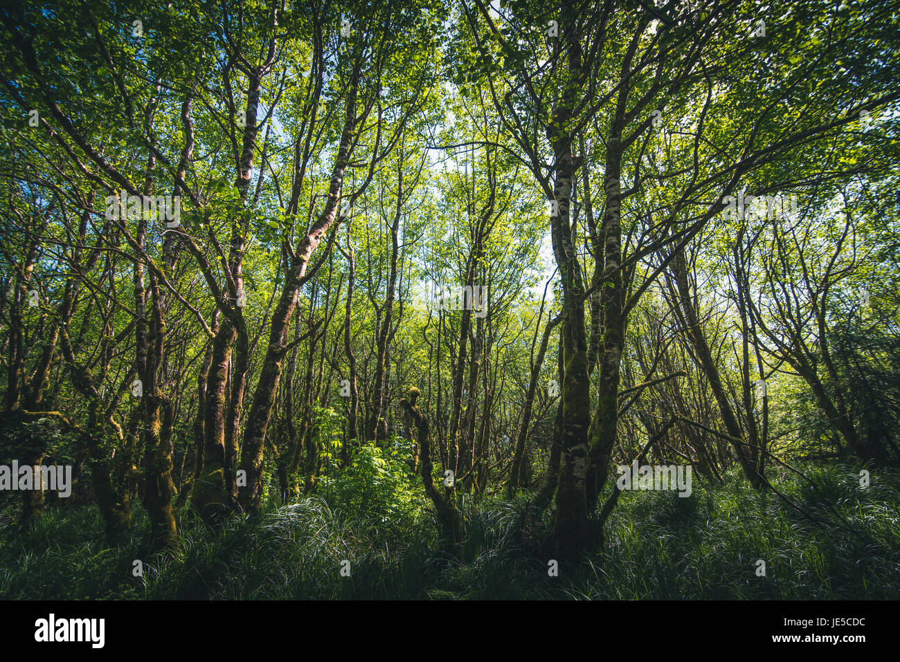Lush overgrown forest Stock Photo - Alamy