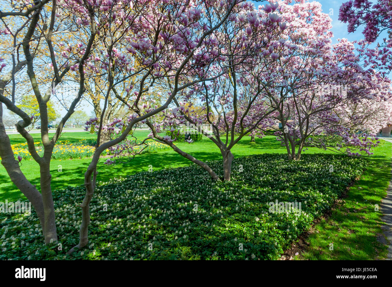 Beautiful outdoor scenery of Magnolia Trees blossom in Niagara Falls ...