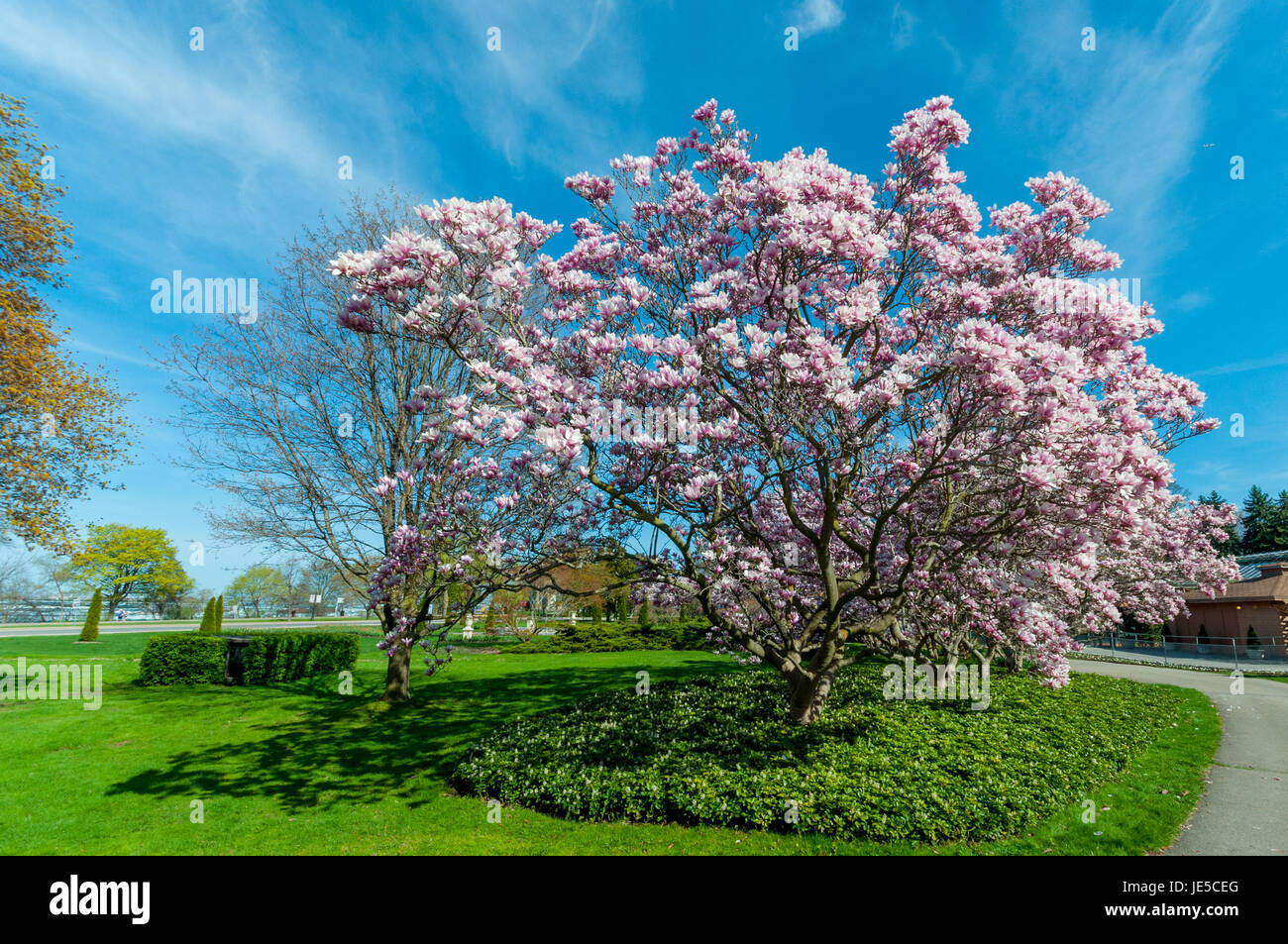 Beautiful outdoor scenery of Magnolia Trees blossom in Niagara Falls ...