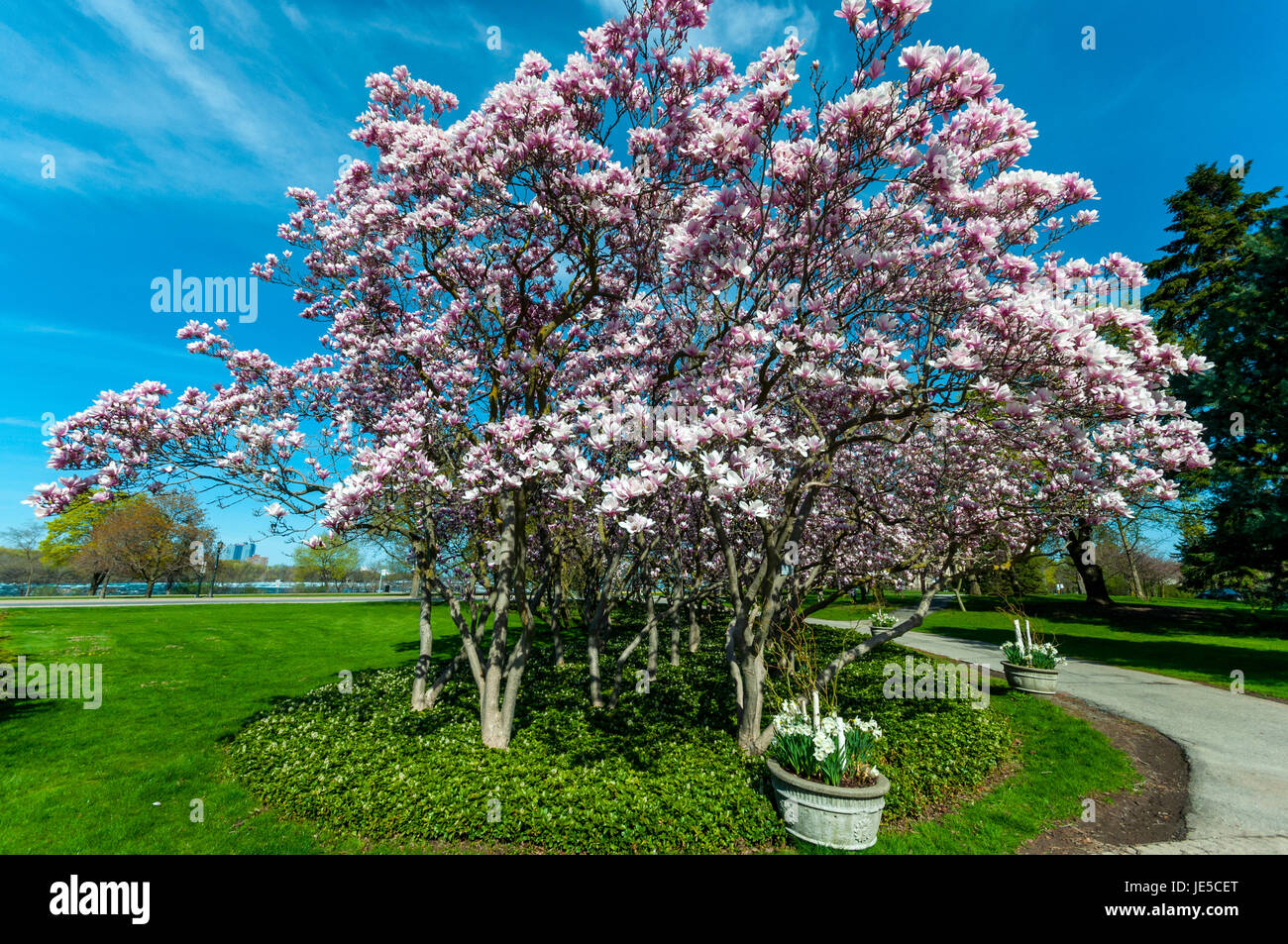 Beautiful outdoor scenery of Magnolia Trees blossom in Niagara Falls ...