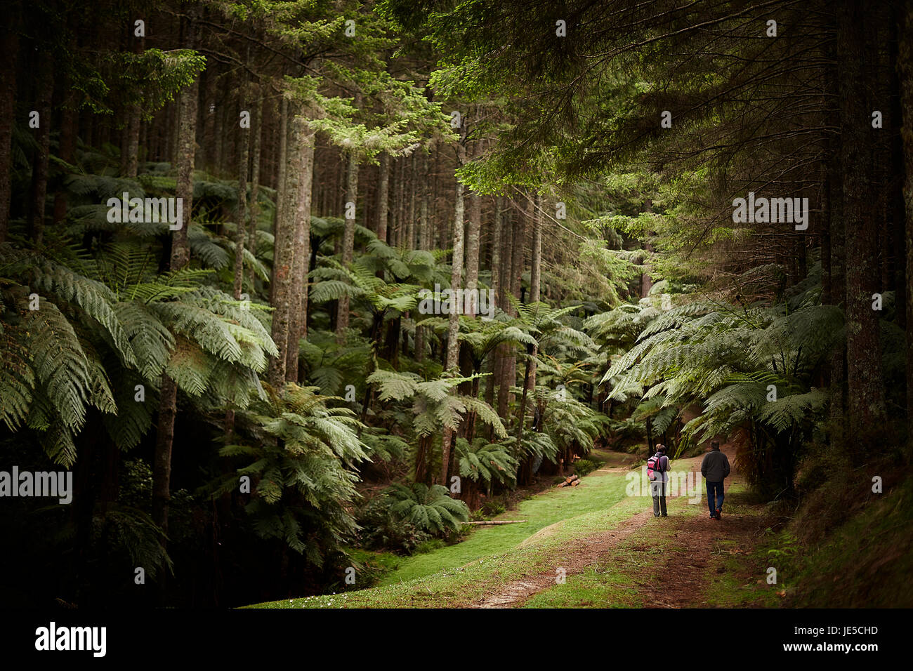 Native forrest hi-res stock photography and images - Alamy