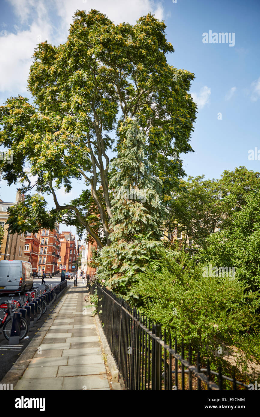 Cadogan Place, London, UK Stock Photo - Alamy