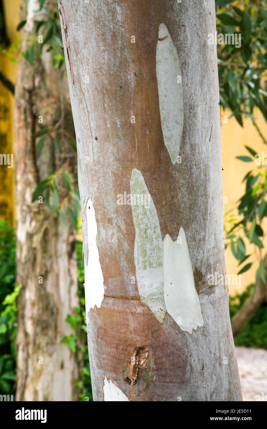 Fast Growing Trees High Resolution Stock Photography and Images - Alamy