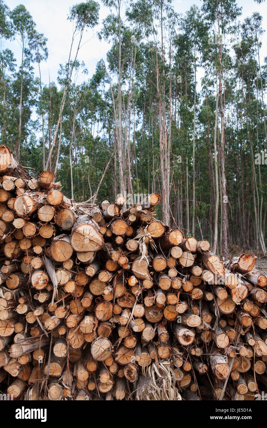 Australian Paper And Pulp High Resolution Stock Photography and Images ...