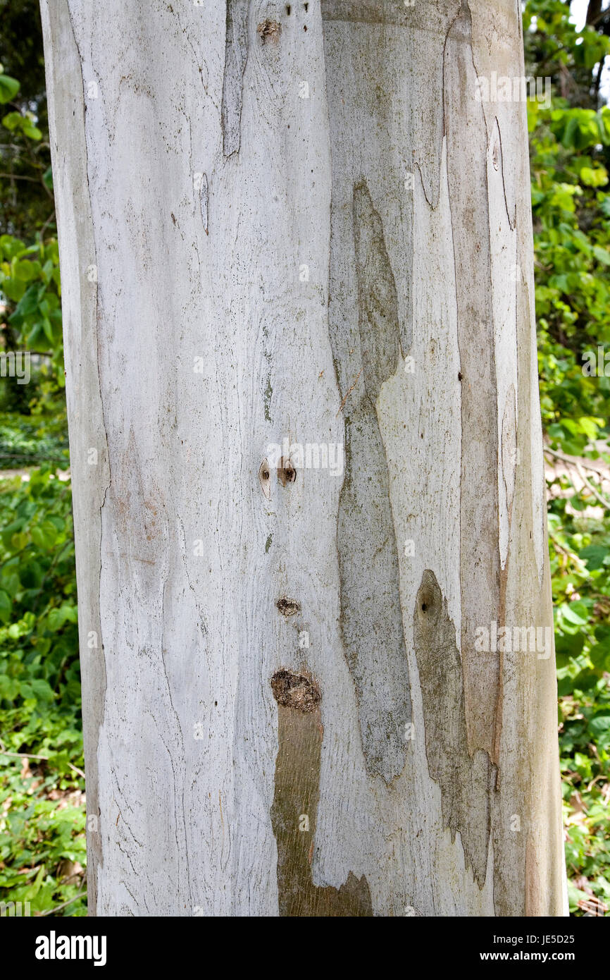 Cabbage Bark High Resolution Stock Photography and Images - Alamy