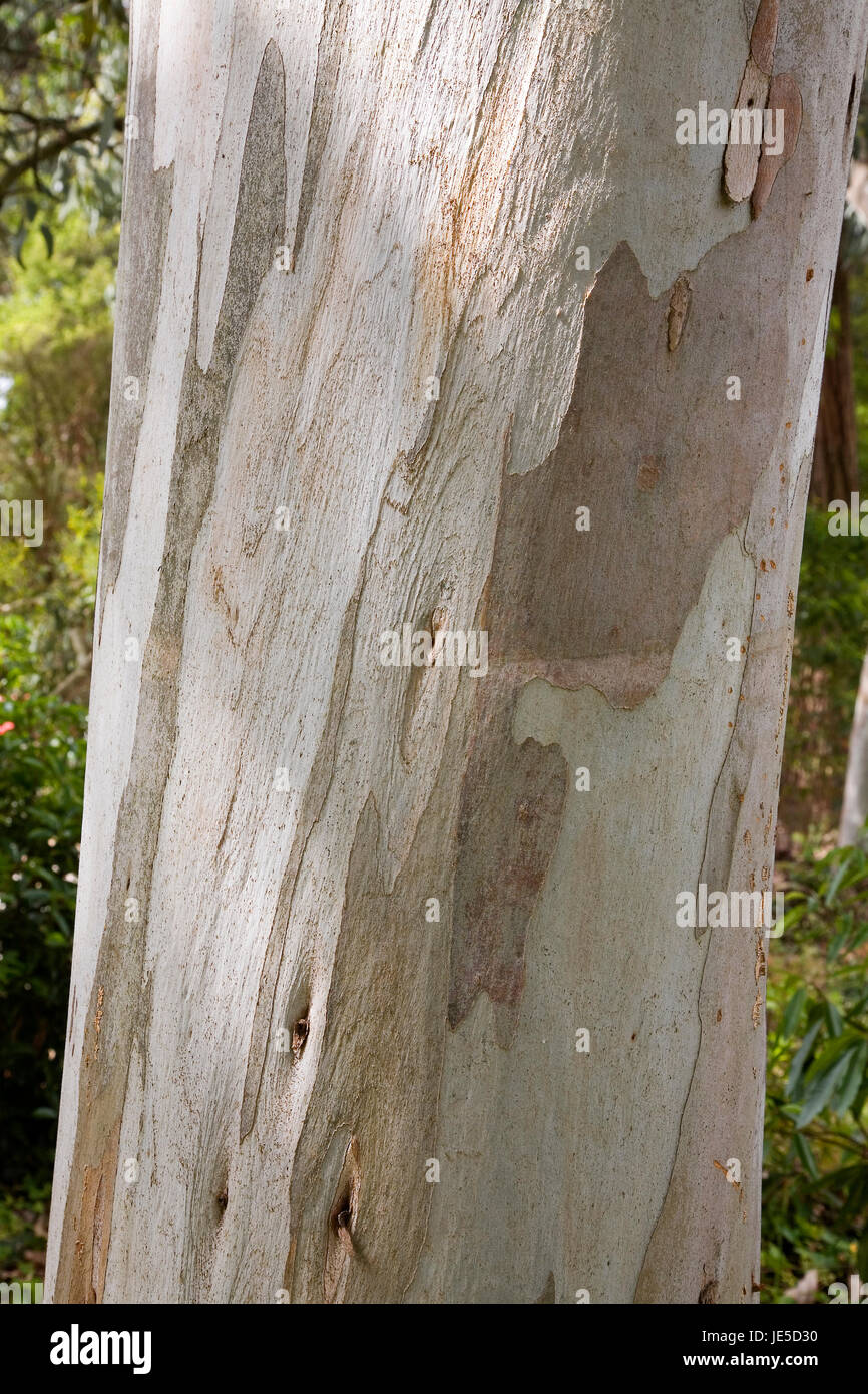 Cabbage Bark High Resolution Stock Photography and Images - Alamy