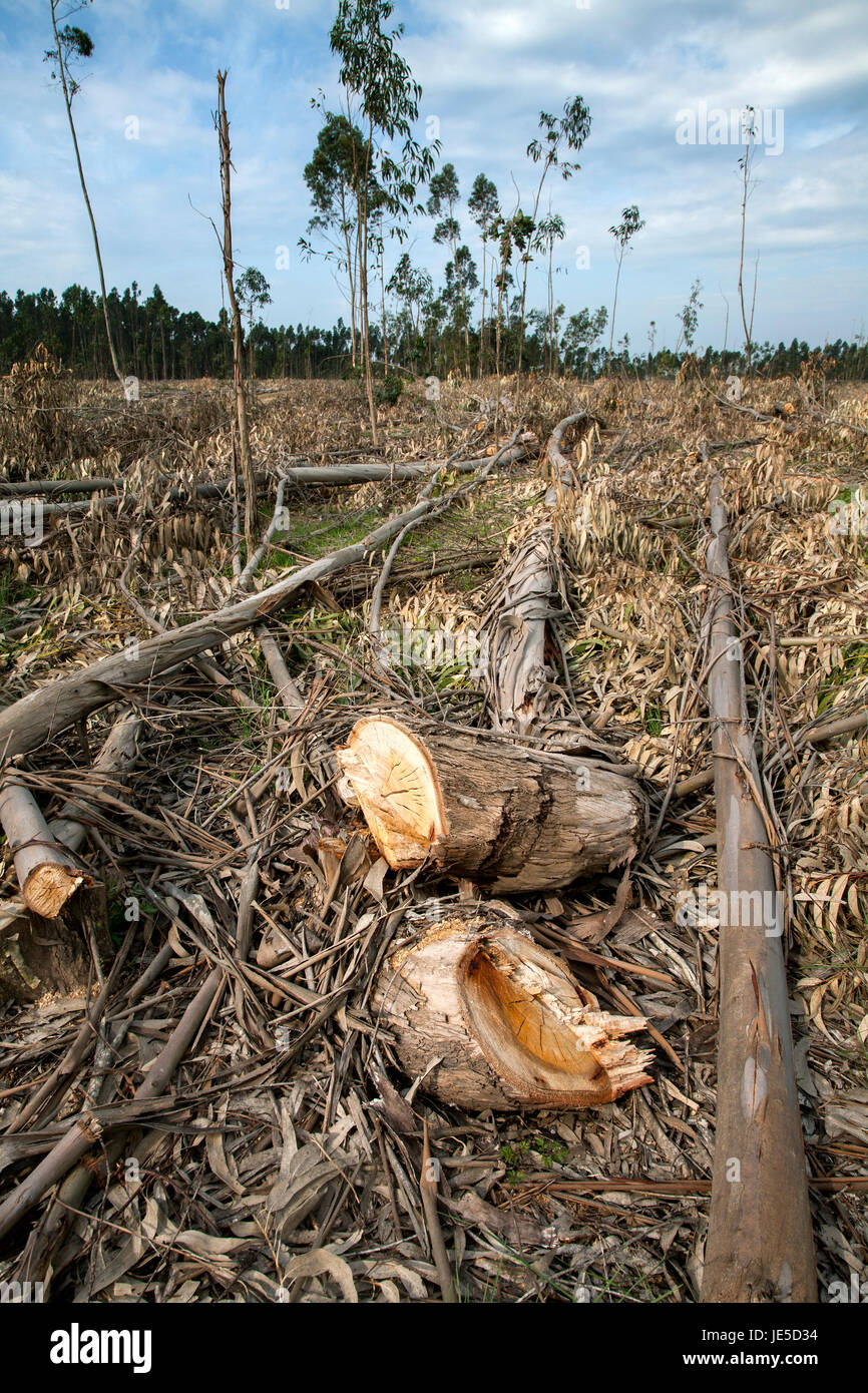 Pulpwood High Resolution Stock Photography and Images - Alamy