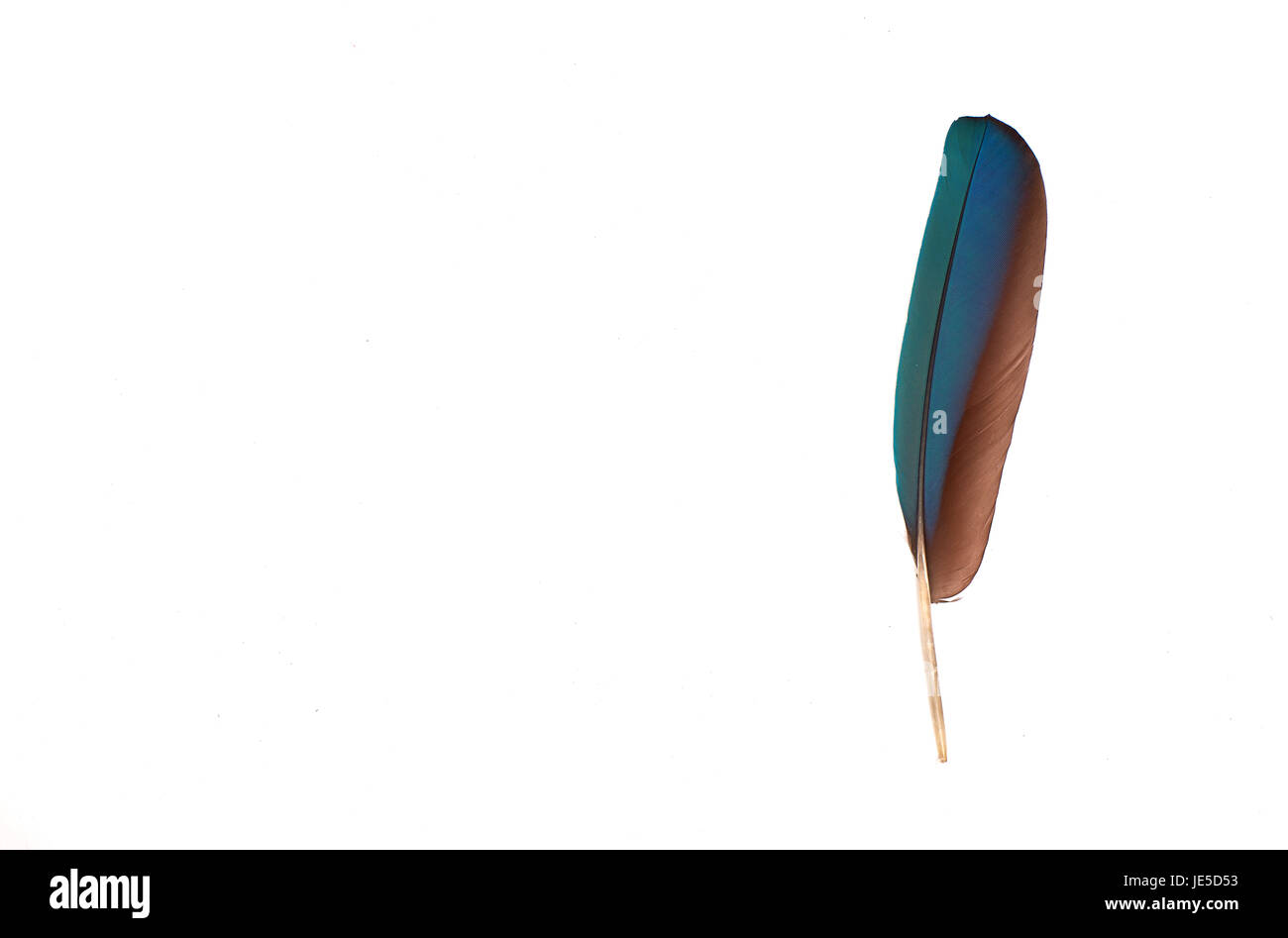 Scarlet macaw parrot blue Cut Out Stock Images & Pictures - Alamy