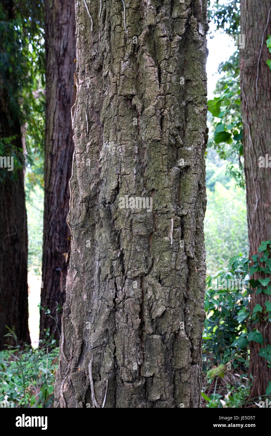 Grey Gum Tree High Resolution Stock Photography and Images - Alamy