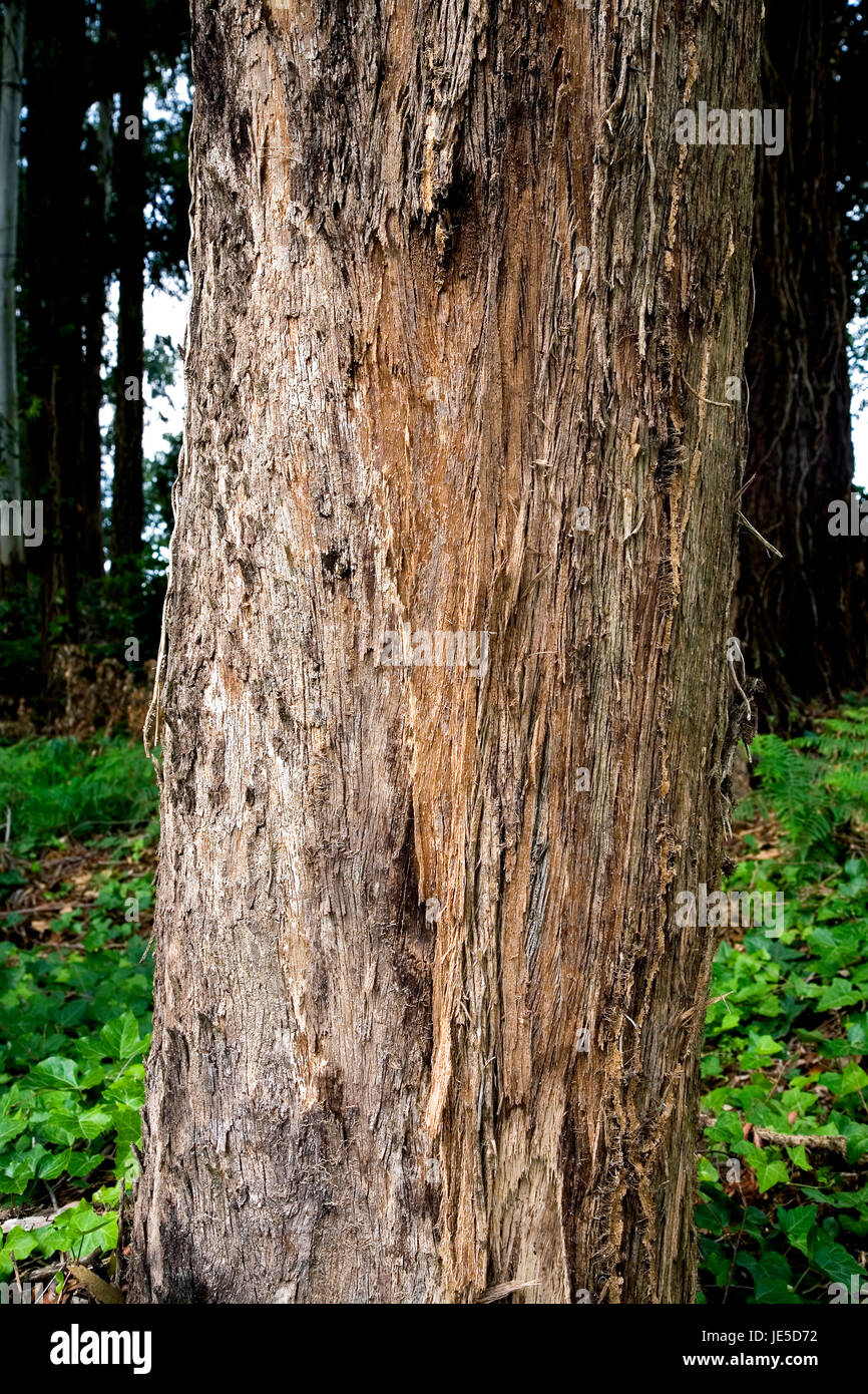 Eucalyptus Melliodora High Resolution Stock Photography and Images - Alamy