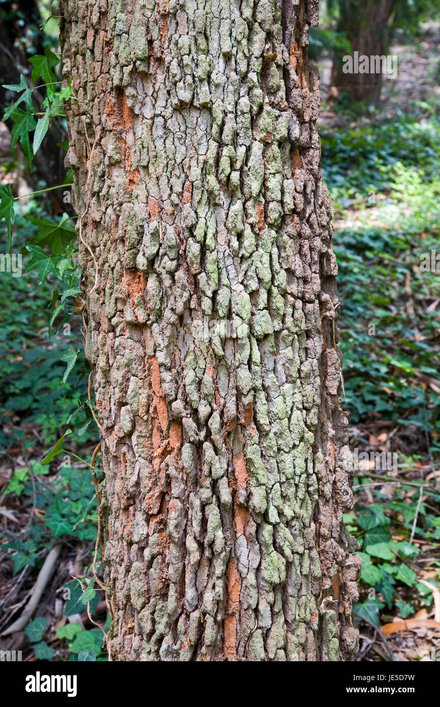 Marri Tree High Resolution Stock Photography and Images - Alamy