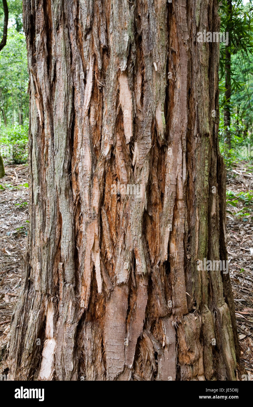 Tallowood High Resolution Stock Photography and Images - Alamy