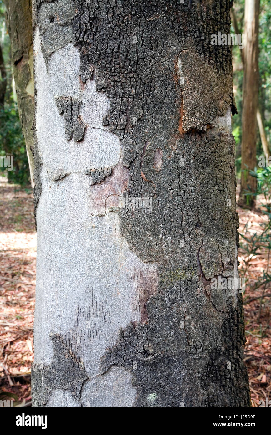 Grey Gum Tree High Resolution Stock Photography and Images - Alamy